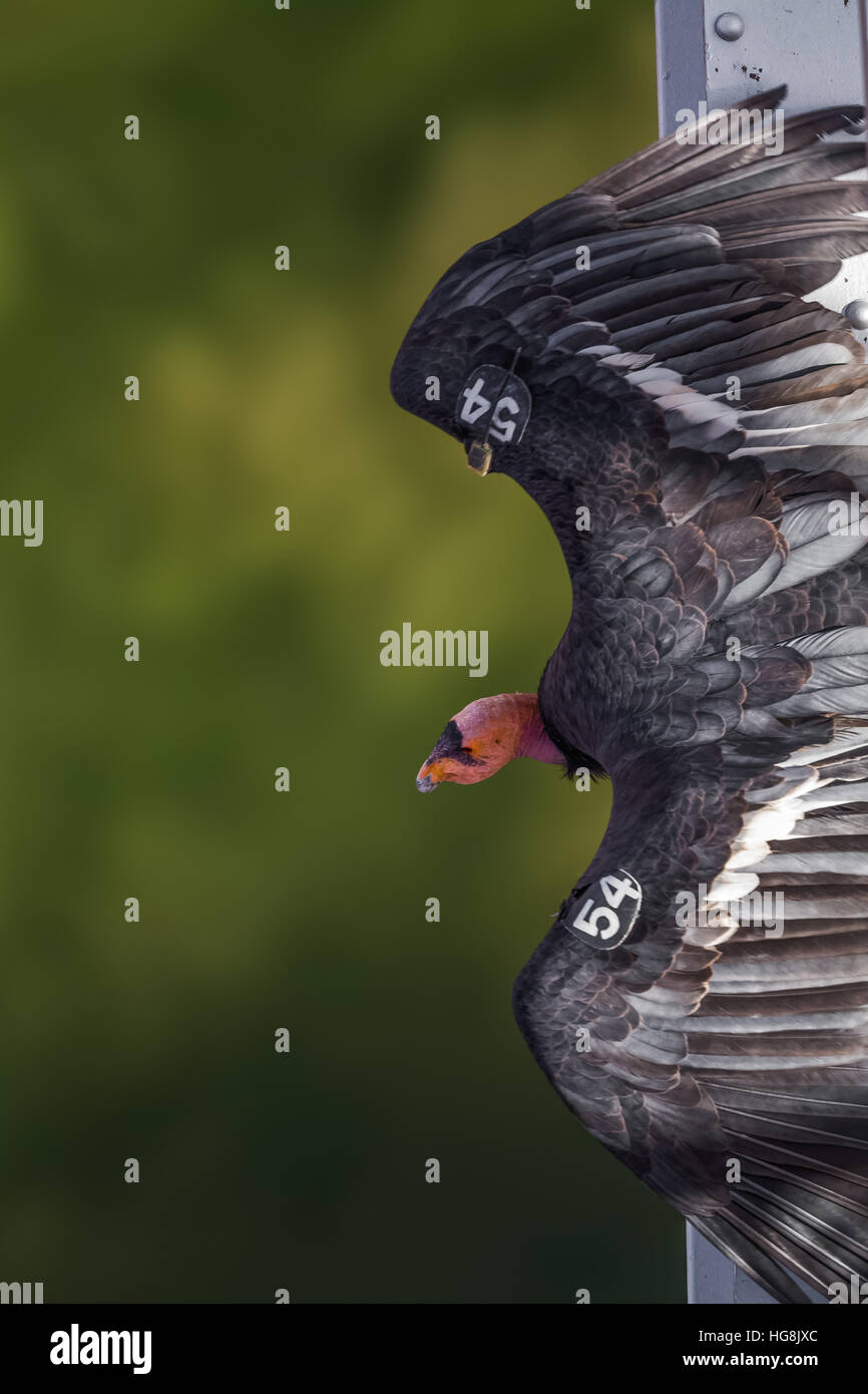 Condor take off hi-res stock photography and images - Alamy