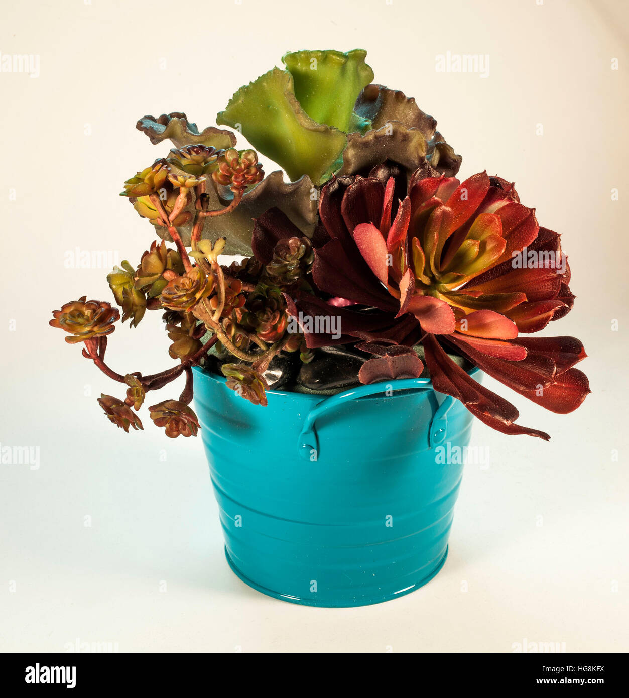 Container succulent hi-res stock photography and images - Alamy