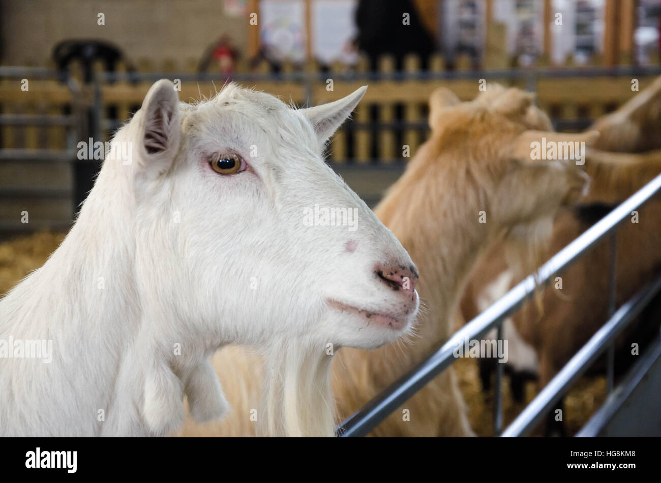 Goat inside pen hi-res stock photography and images - Alamy