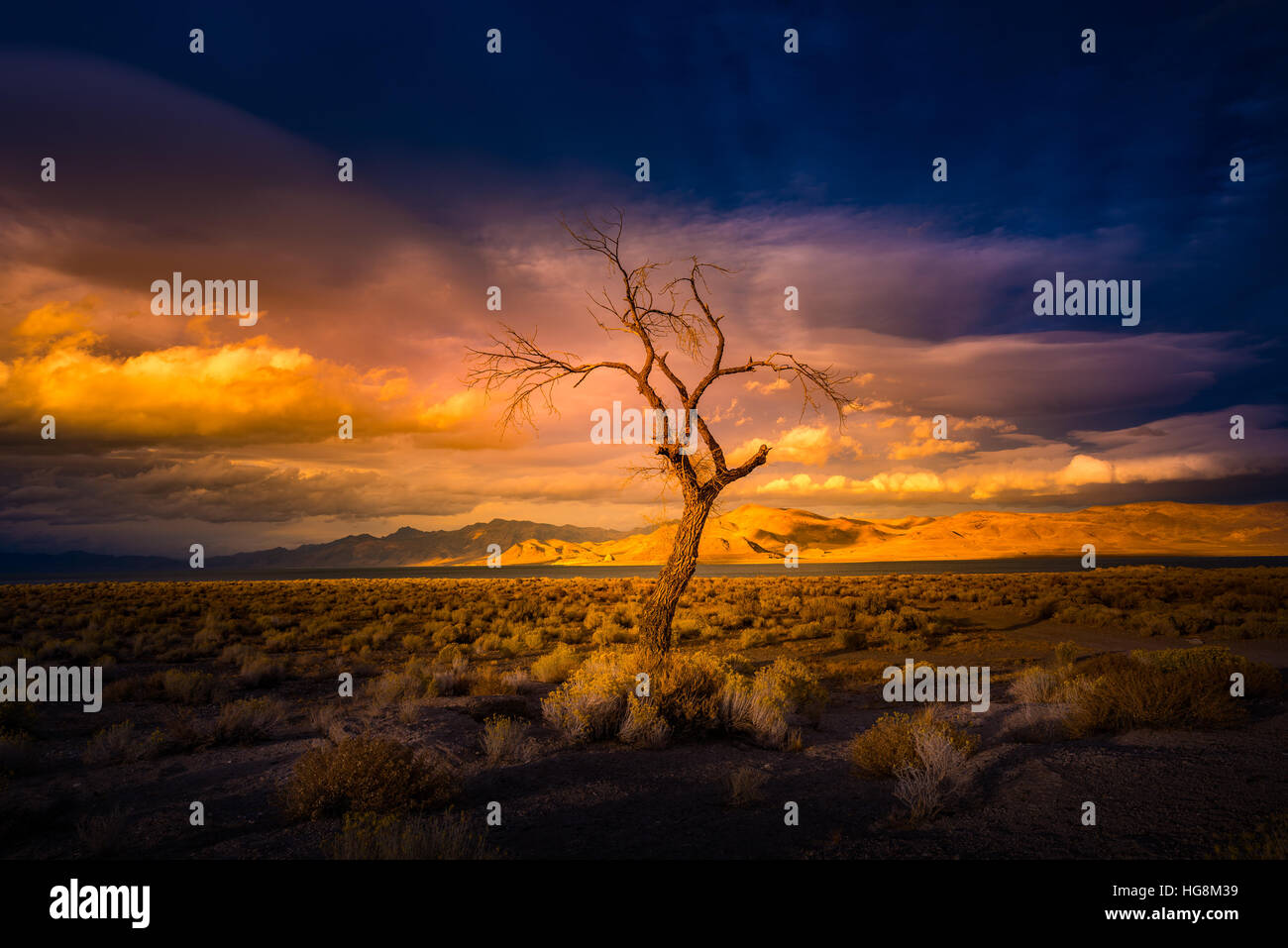 Lone Tree at Sunset Pyramid Lake Nevada Stock Photo - Alamy
