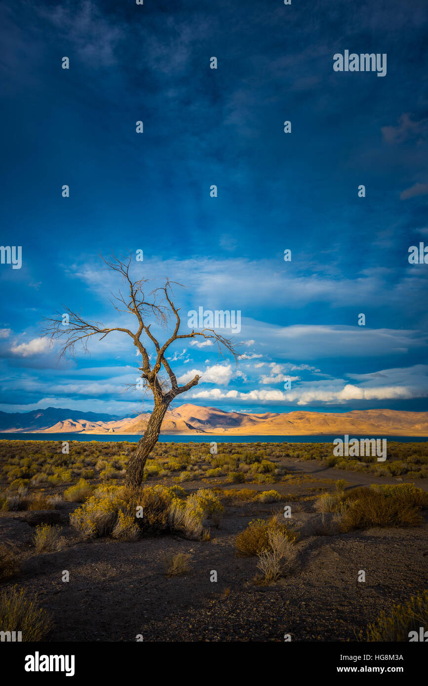 Lone Tree at Sunset Pyramid Lake Nevada Stock Photo - Alamy