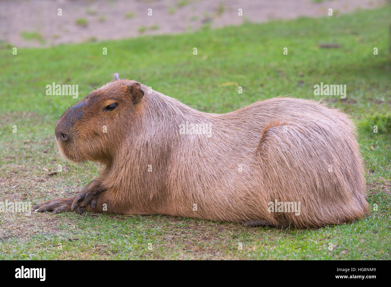 Capybara grass hi-res stock photography and images - Alamy