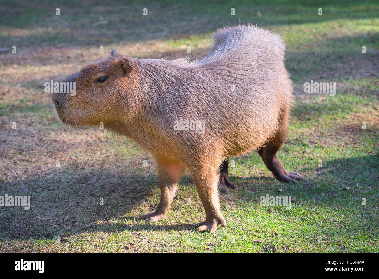 Capybara grass hi-res stock photography and images - Alamy
