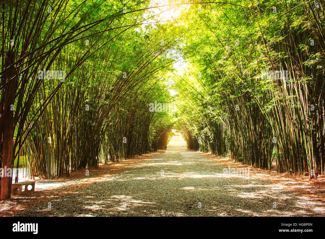 Garden tree nature walkway hi-res stock photography and images - Alamy