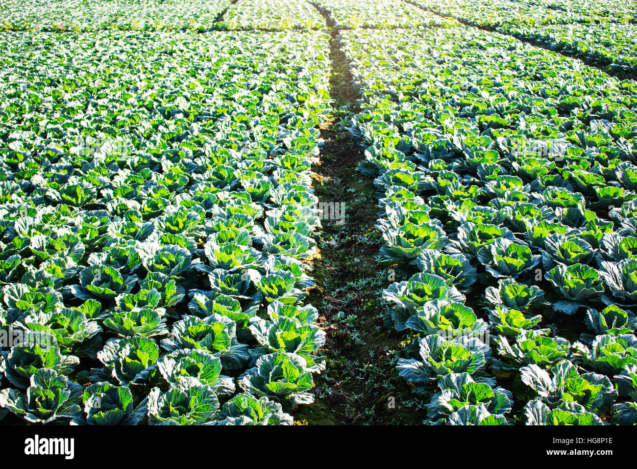 Cabbage planted in the garden with morning sun Stock Photo - Alamy