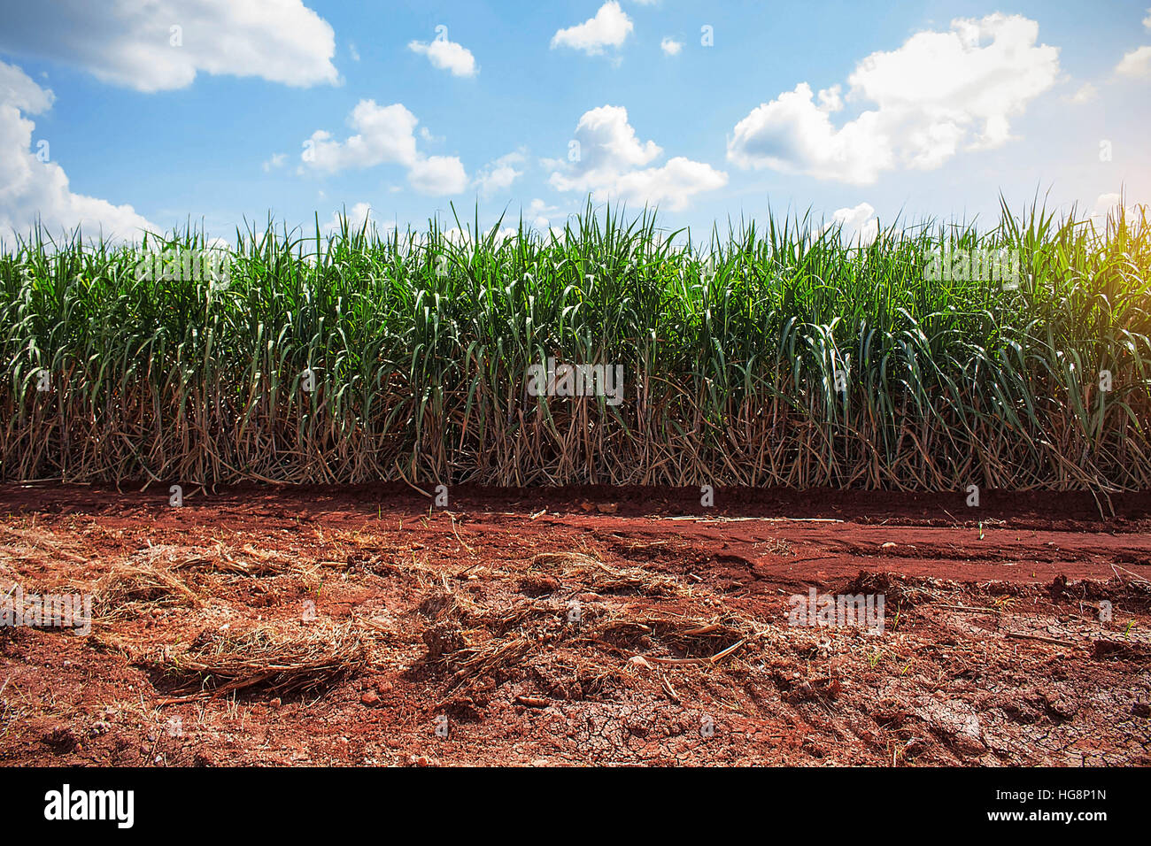Cane fields and the ground is dry with a daytime Stock Photo - Alamy