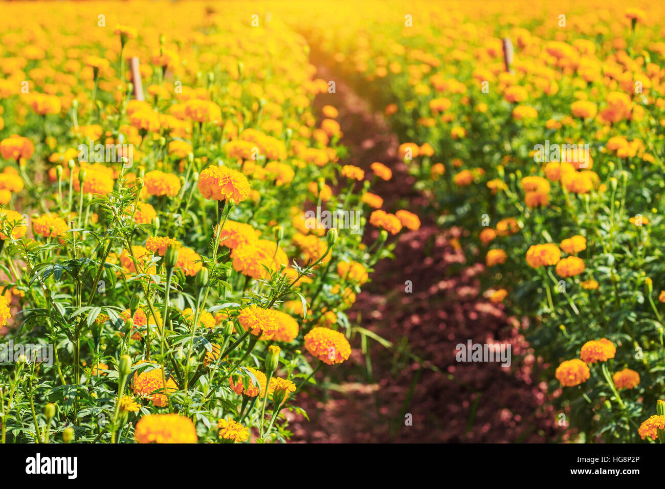 Marigold with the beautiful of natural in gardens Stock Photo - Alamy