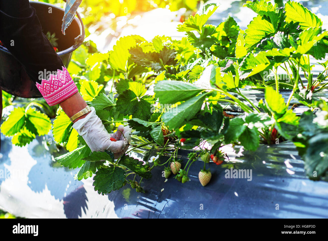 People picking fruits strawberry farm hi-res stock photography and ...