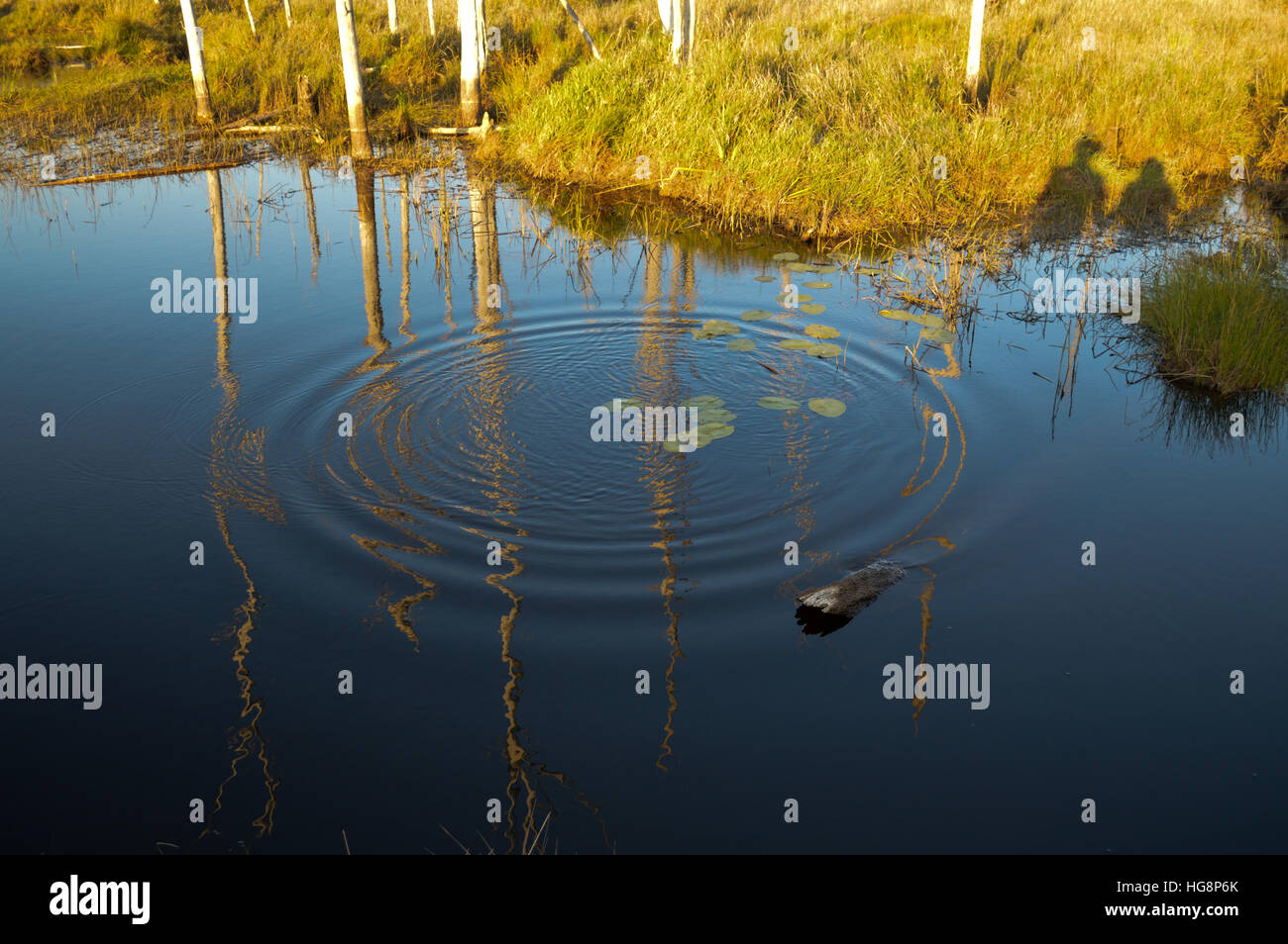 Landscape image with dead calm water reflections and a ripple ...