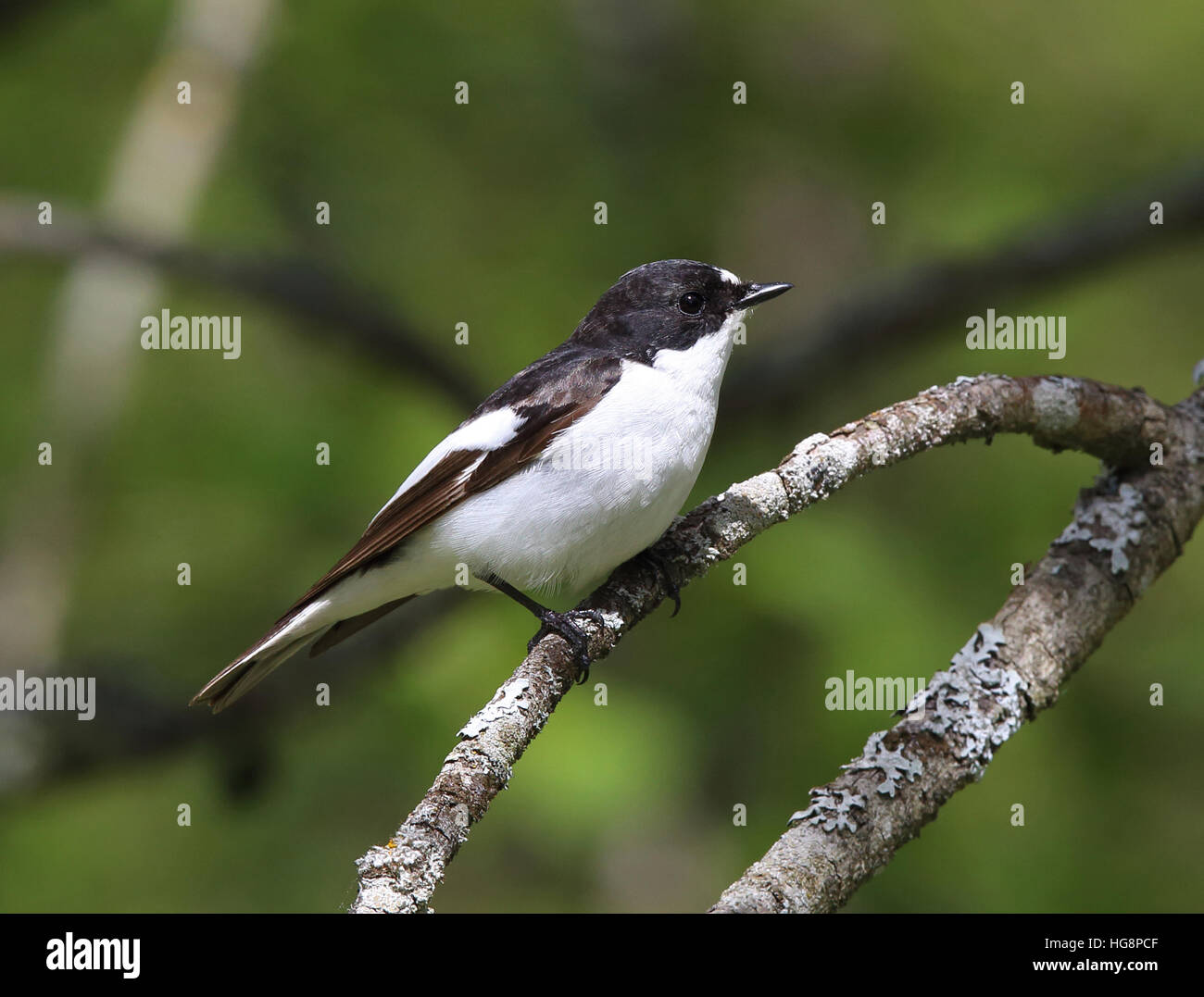 Male European pied flycatcher (Ficedula hypoleuca), sitting on twig ...