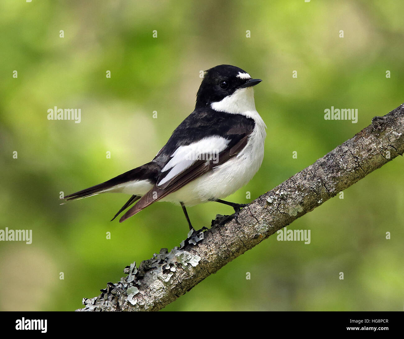 Male European Pied Flycatcher Ficedula High Resolution Stock ...
