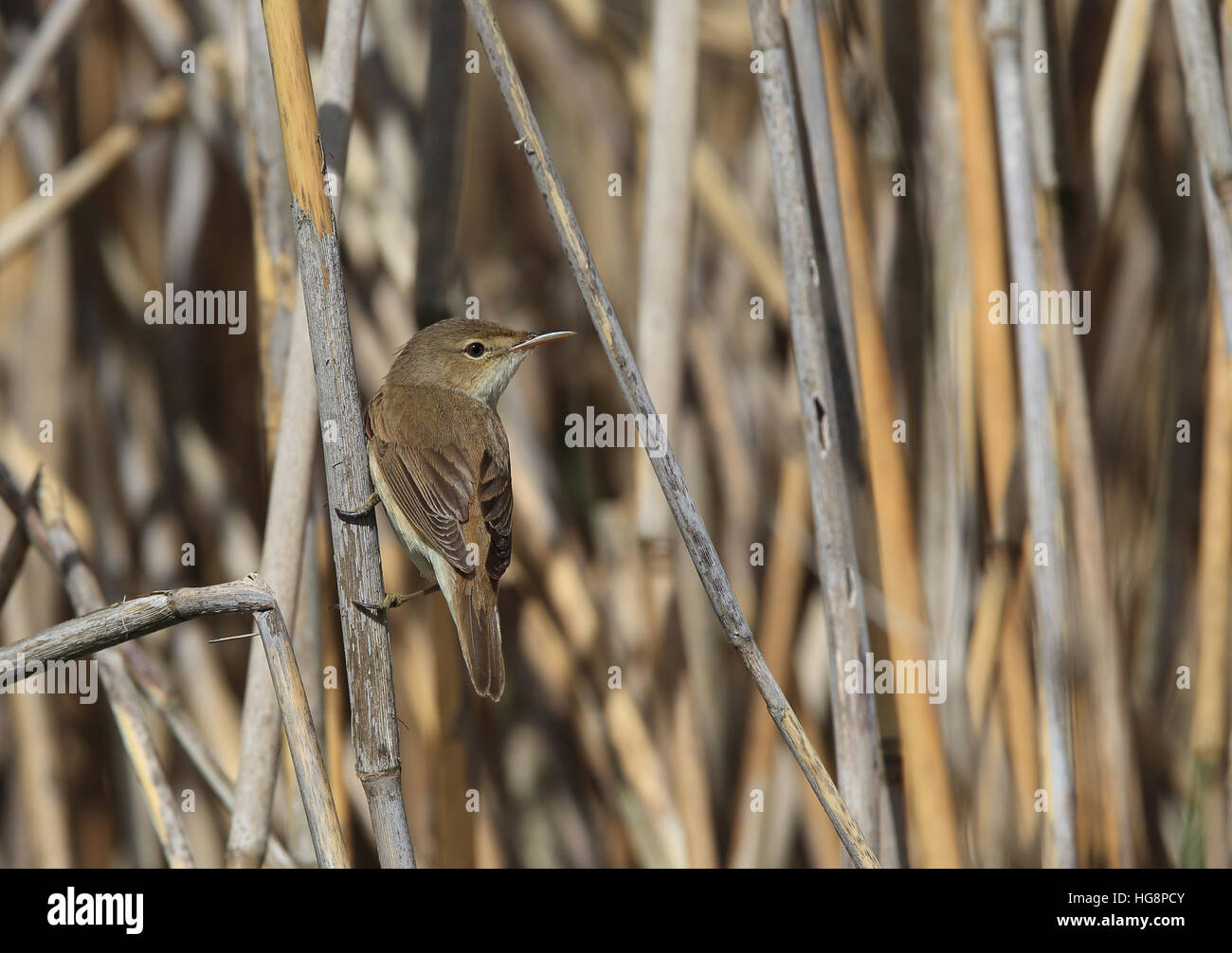 Eurasian reed warbler sitting in reeds, Acrocephalus scirpaceus Stock ...