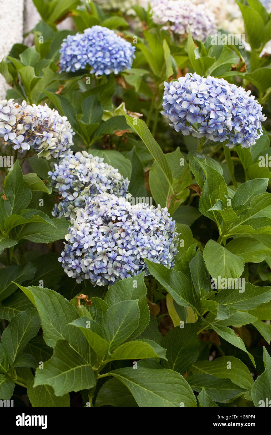 Hydrangea macrophylla. Blue hydrangea flowers Stock Photo - Alamy
