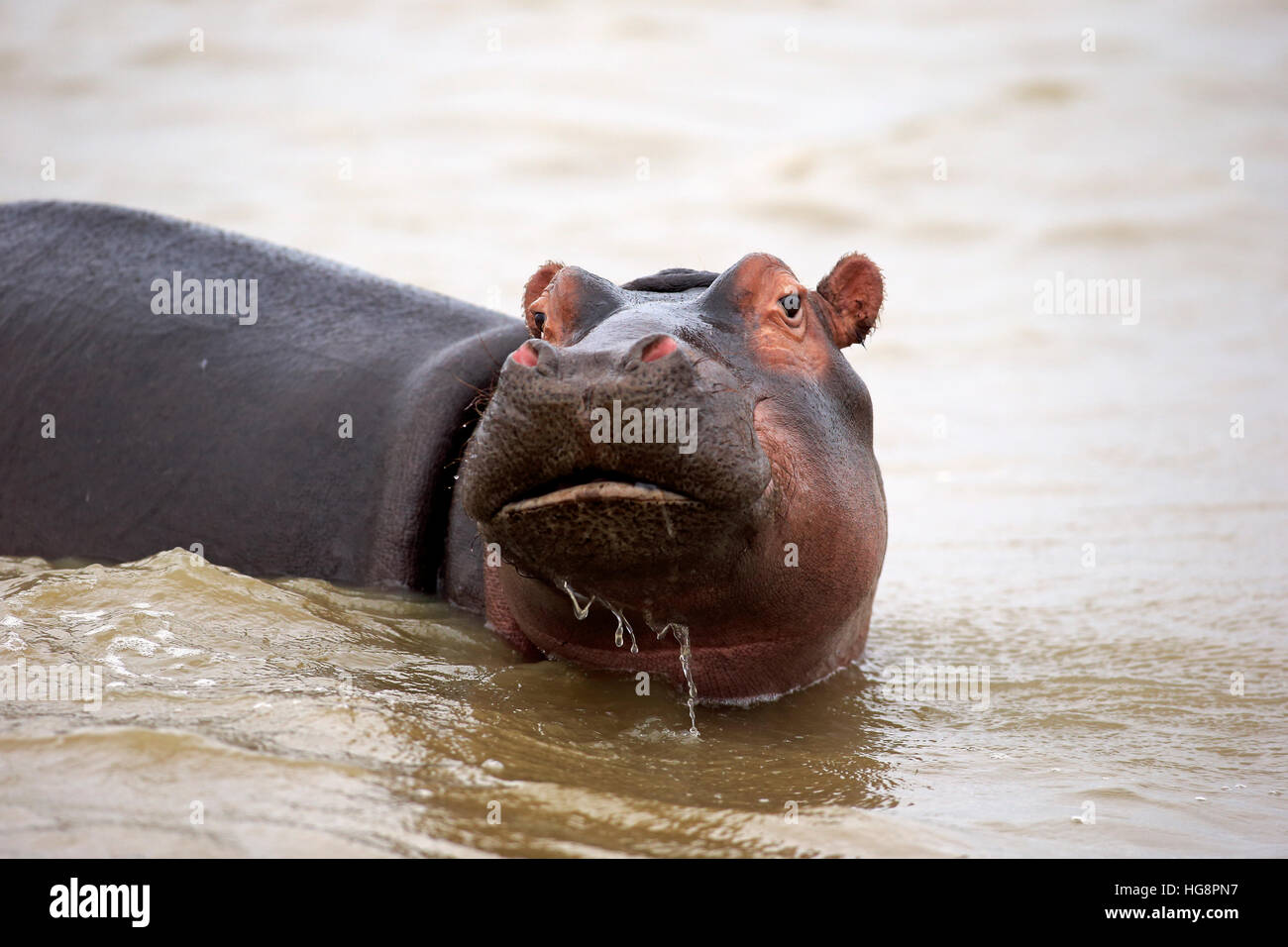 Hippopotamus, (Hippopatamus amphibius), adult in water portrait, Saint ...