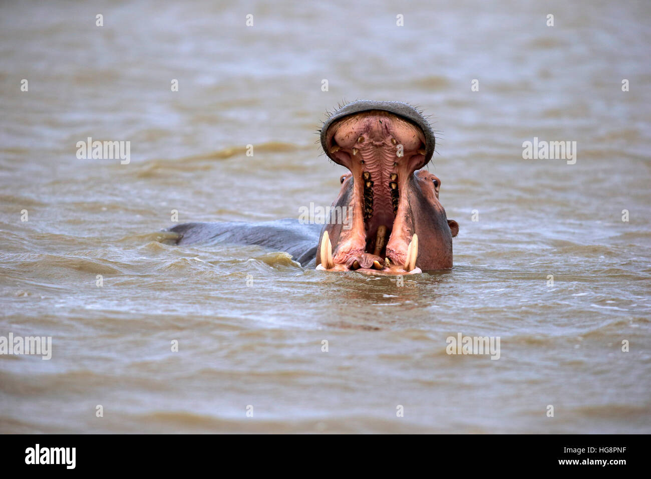 Hippopotamus, (Hippopatamus amphibius), adult in water jawning, Saint ...