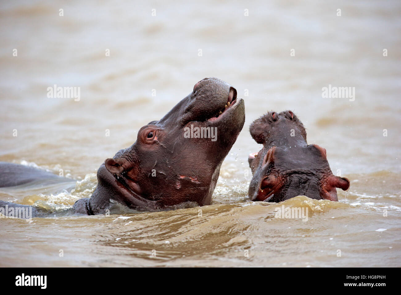 Hippopotamus, (Hippopatamus amphibius), two adults in water fighting ...