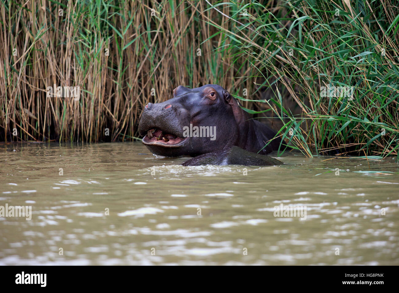 Hippopotamus, (Hippopatamus amphibius), two adults in water, Saint ...