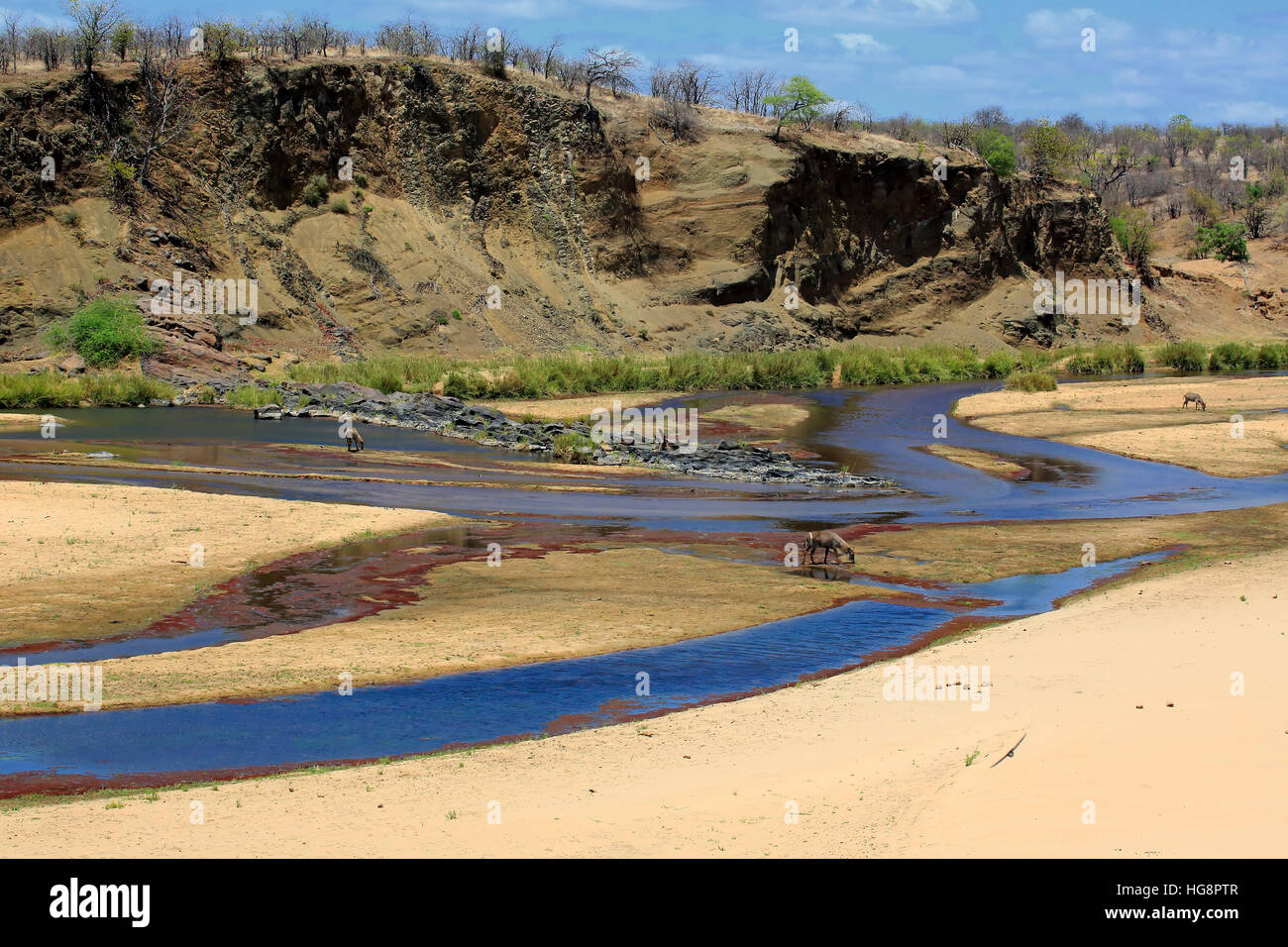 Letaba River, River landscape with Common Waterbuck, (Kobus ...