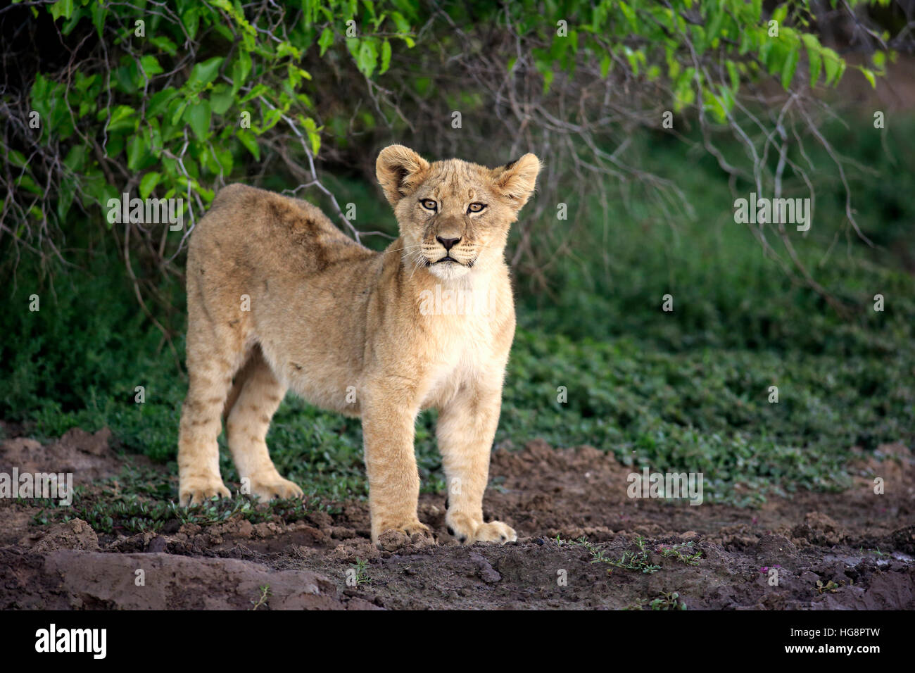 Lion, (Panthera leo), young four month old alert, Tswalu Game Reserve ...