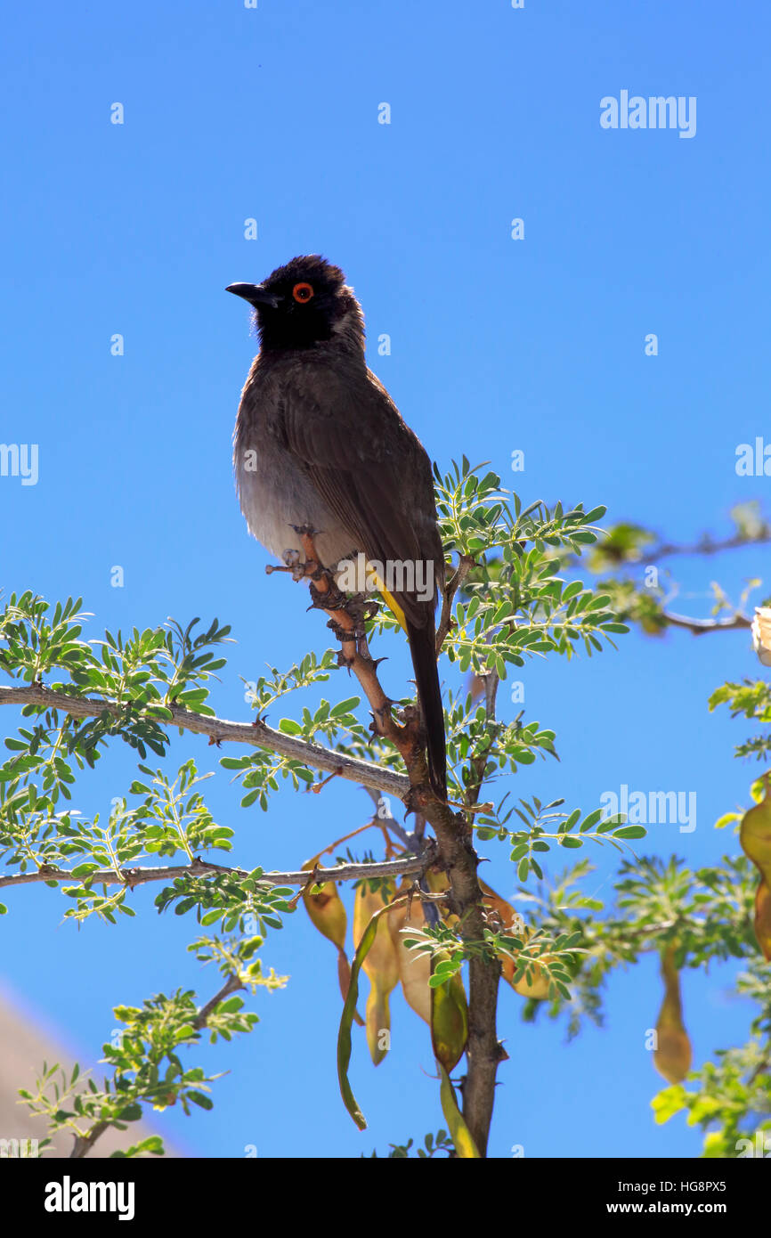 African Red Eyed Bulbul, (Pycnonotus nigricans), adult on branch ...