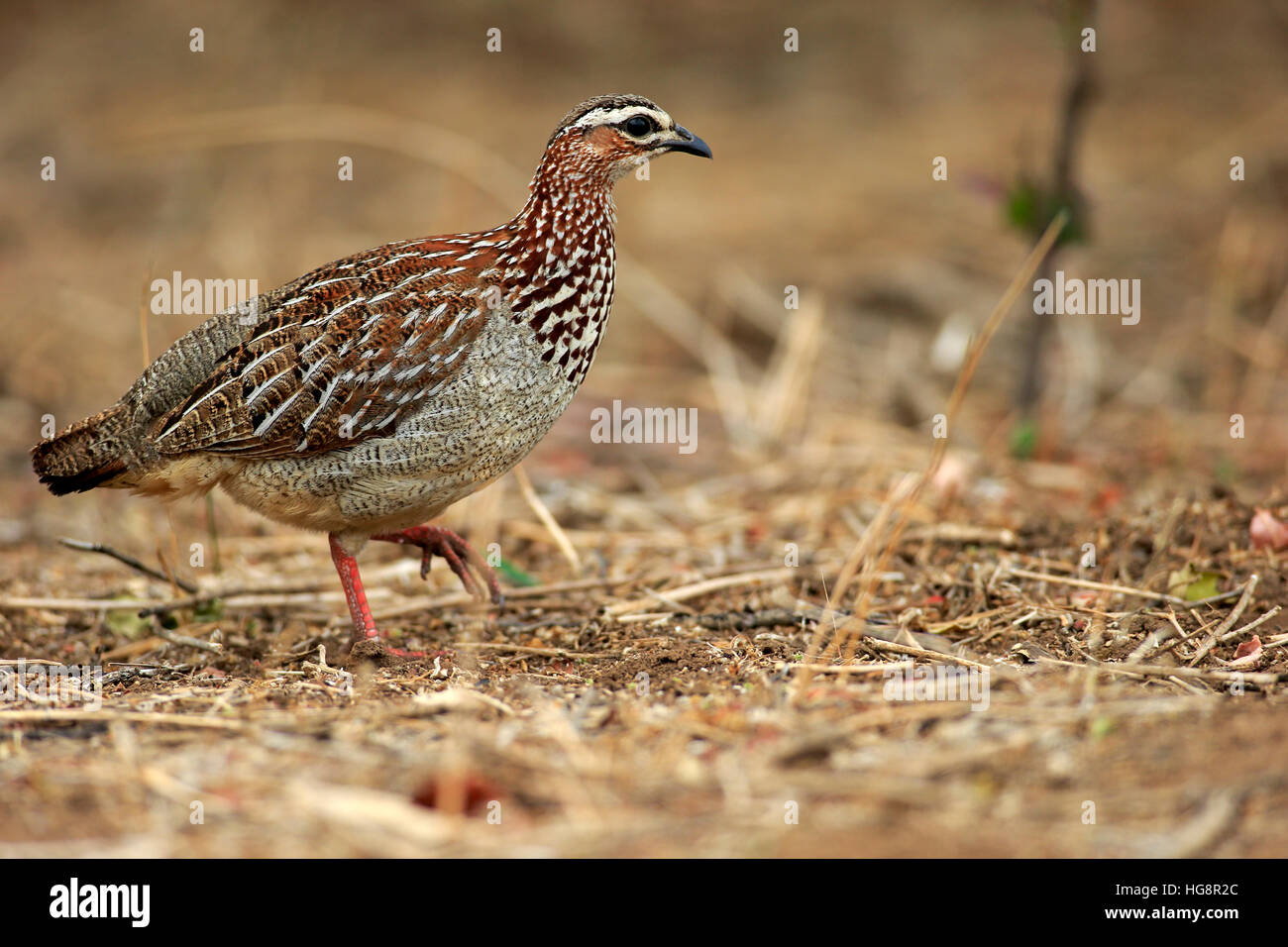 Crested Francolin, (Francolinus sephaena), adult, Kruger Nationalpark ...