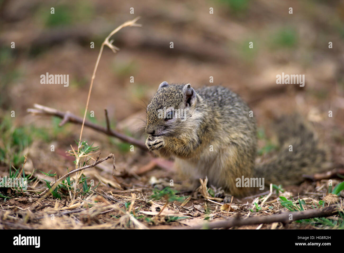 Tree Squirrel, Smith's bush squirrel, yellow-footed squirrel ...