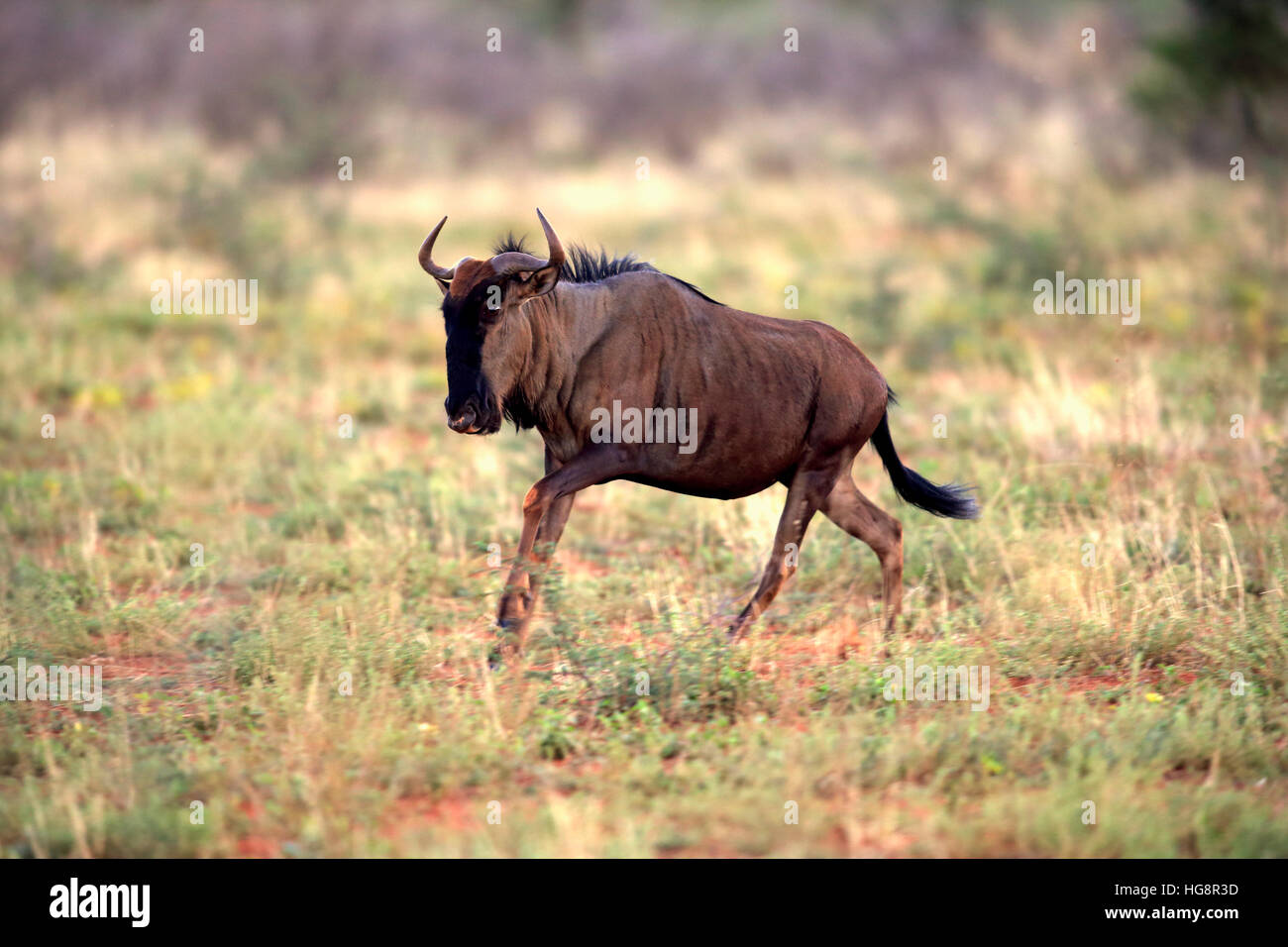 Blue Wildebeest, common wildebeest, white-bearded wildebeest, brindled ...
