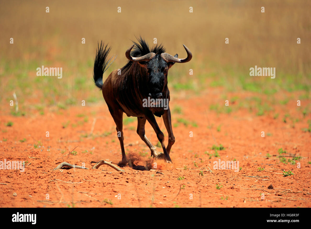 Blue Wildebeest, common wildebeest, white-bearded wildebeest, brindled ...