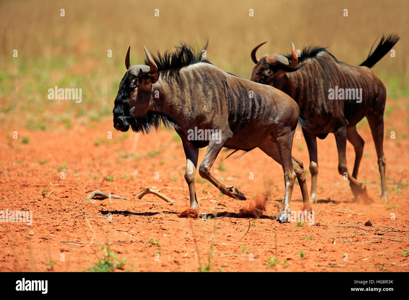 Blue Wildebeest, common wildebeest, white-bearded wildebeest, brindled ...