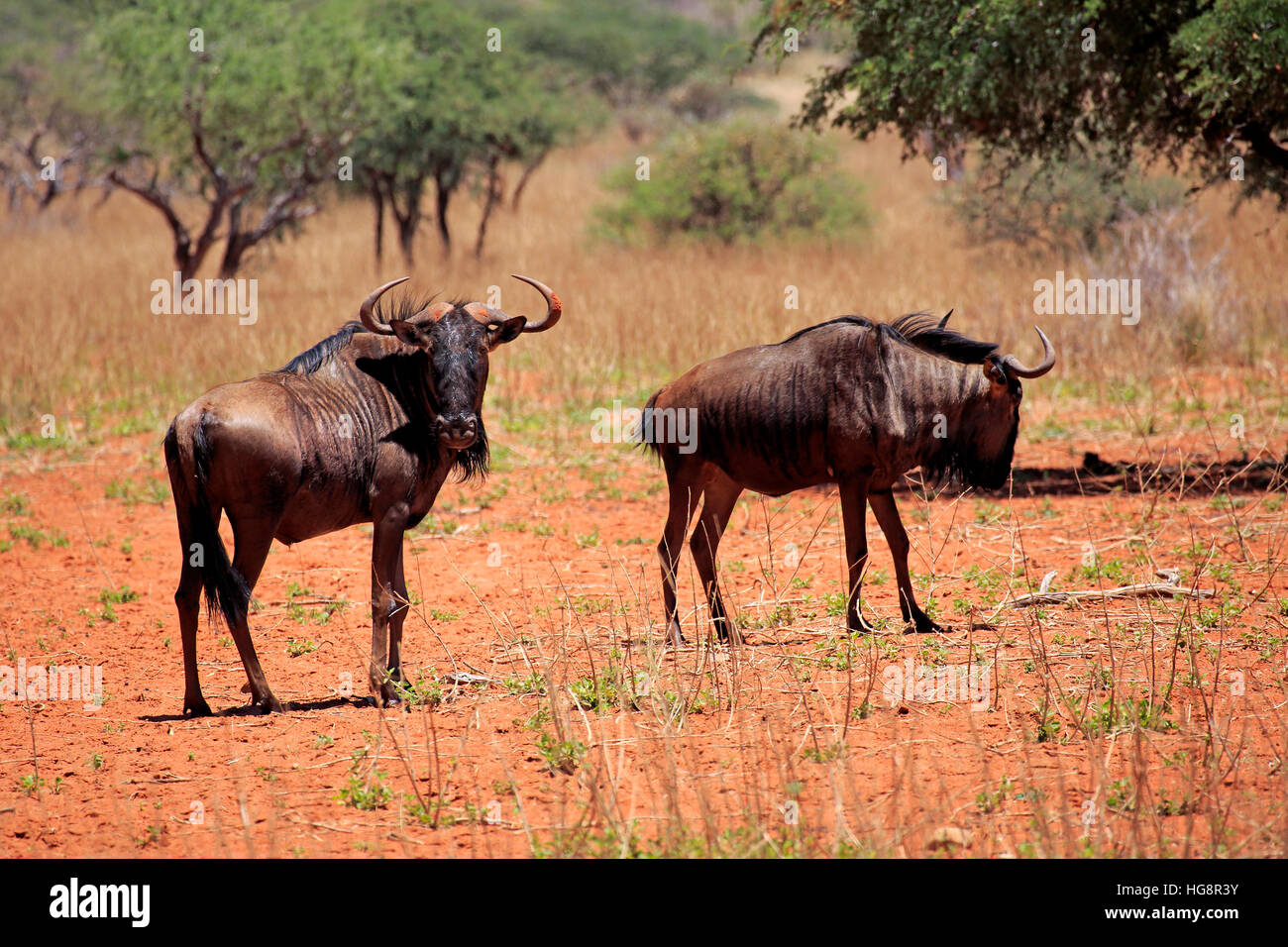 Blue Wildebeest, common wildebeest, white-bearded wildebeest, brindled ...