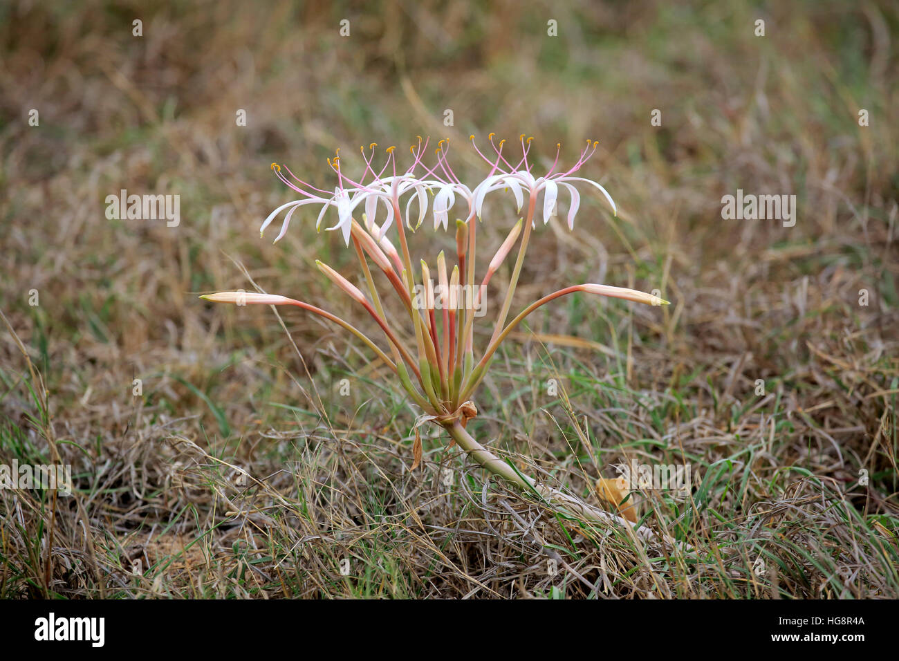 Sand lily, (Crinum buphanoides), blooming, Kruger Nationalpark, South ...