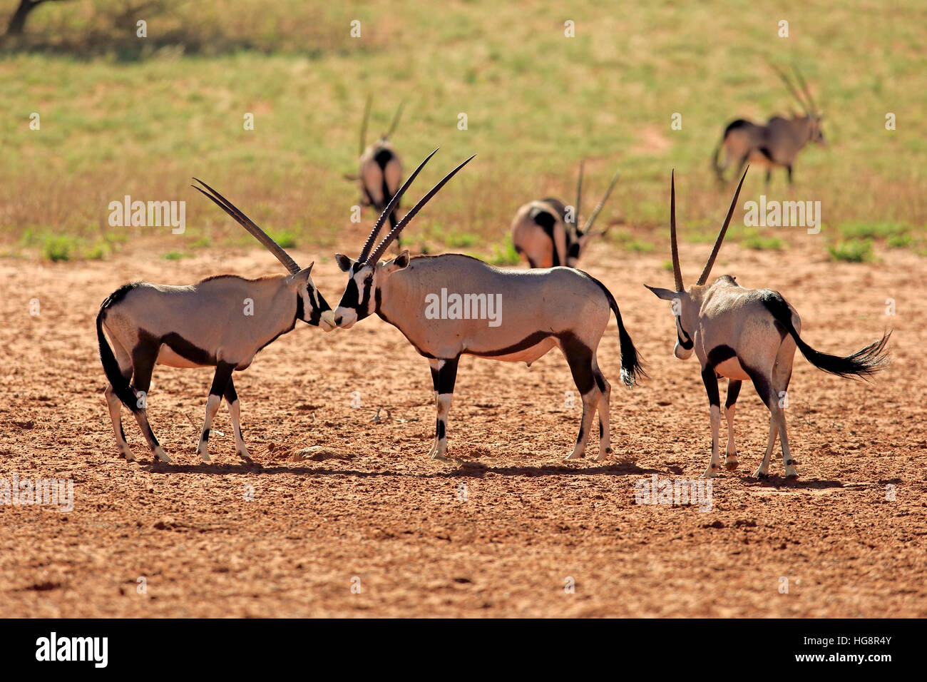 Gemsbok, Gemsbuck, Oryx, (Oryx gazella), group of adults, Tswalu Game ...