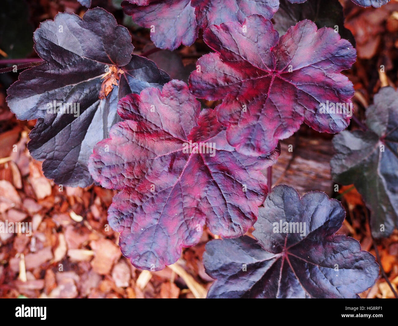 Heuchera 'Obsidian' - alumroot, coral bells Stock Photo - Alamy