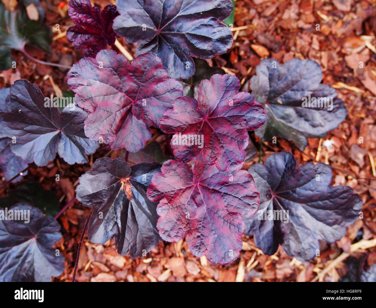 Heuchera 'Obsidian' - alumroot, coral bells Stock Photo - Alamy