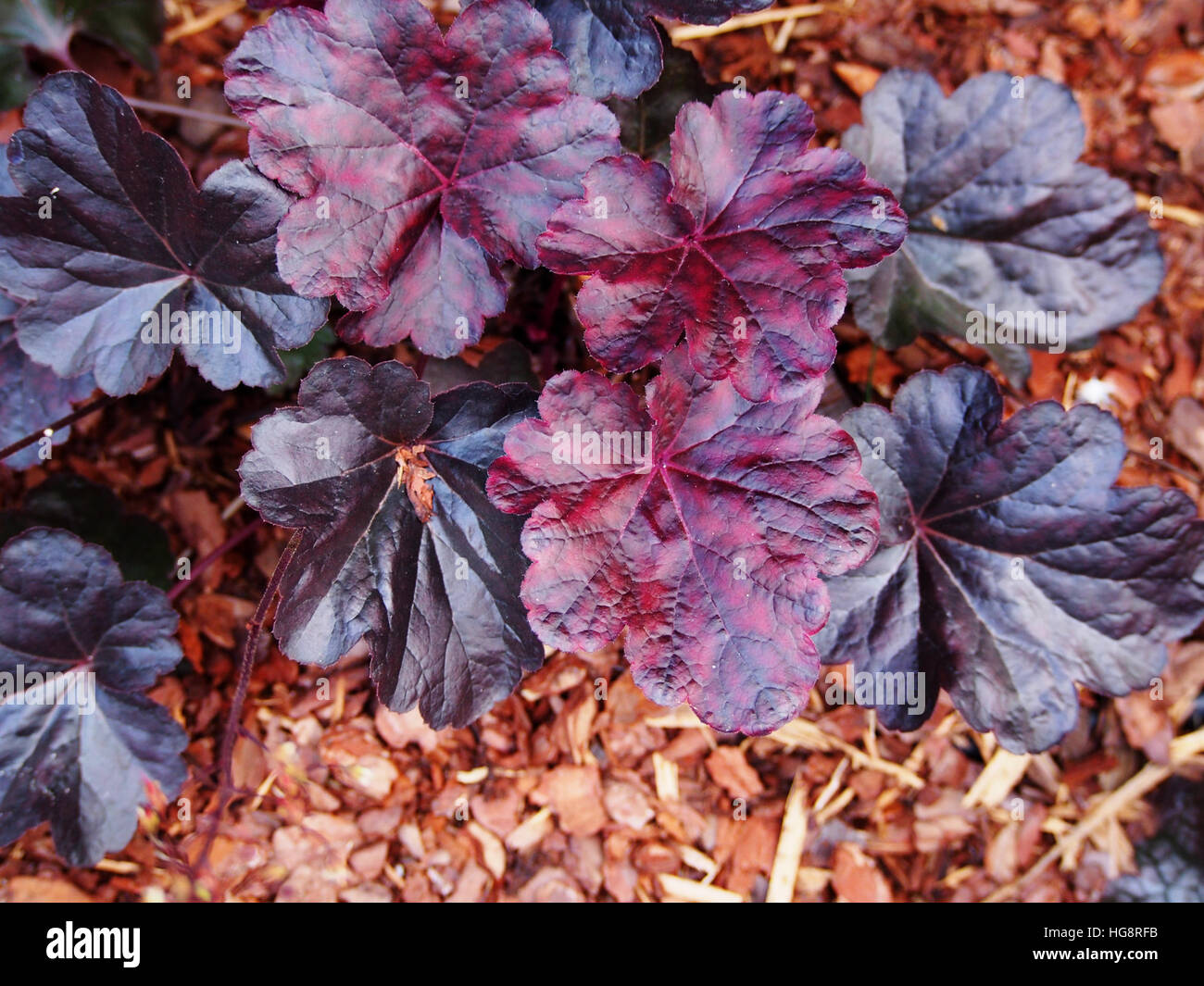 Heuchera 'Obsidian' - alumroot, coral bells Stock Photo - Alamy