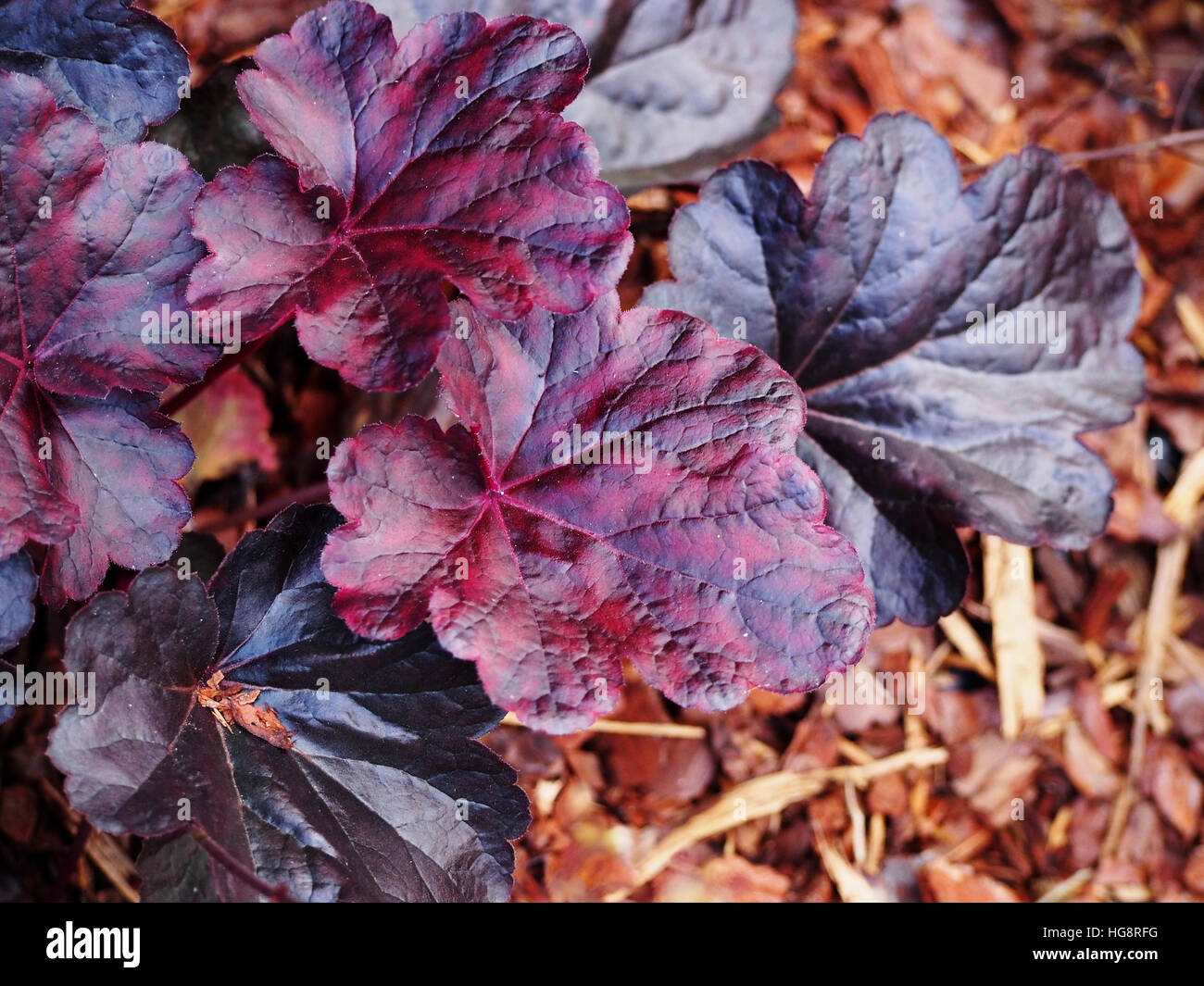 Heuchera 'Obsidian' - alumroot, coral bells Stock Photo - Alamy