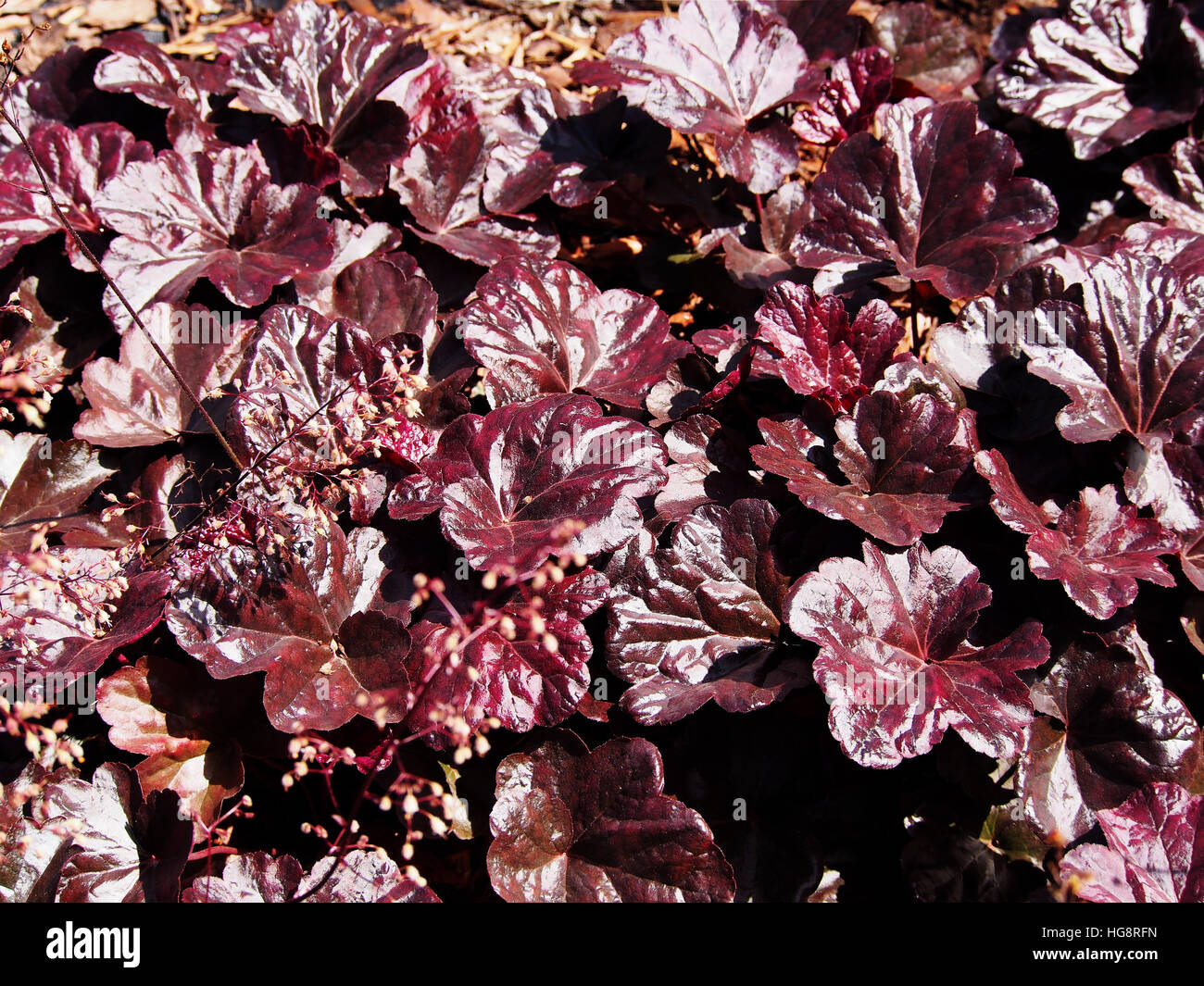 Heuchera 'Obsidian' - alumroot, coral bells Stock Photo - Alamy