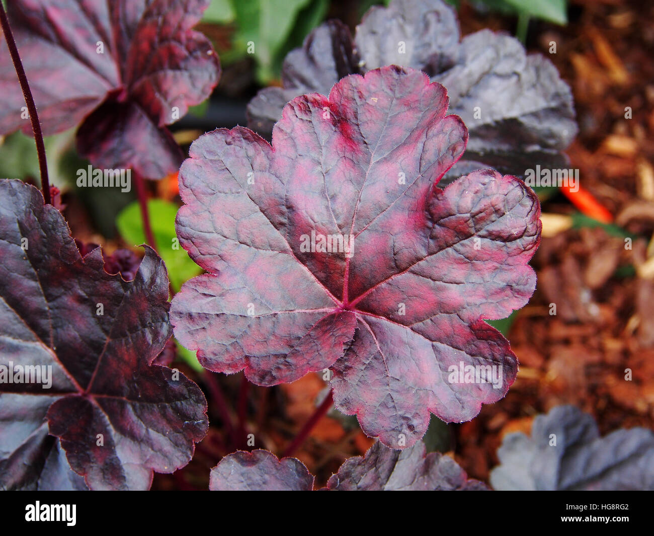 Heuchera 'Obsidian' - alumroot, coral bells Stock Photo - Alamy