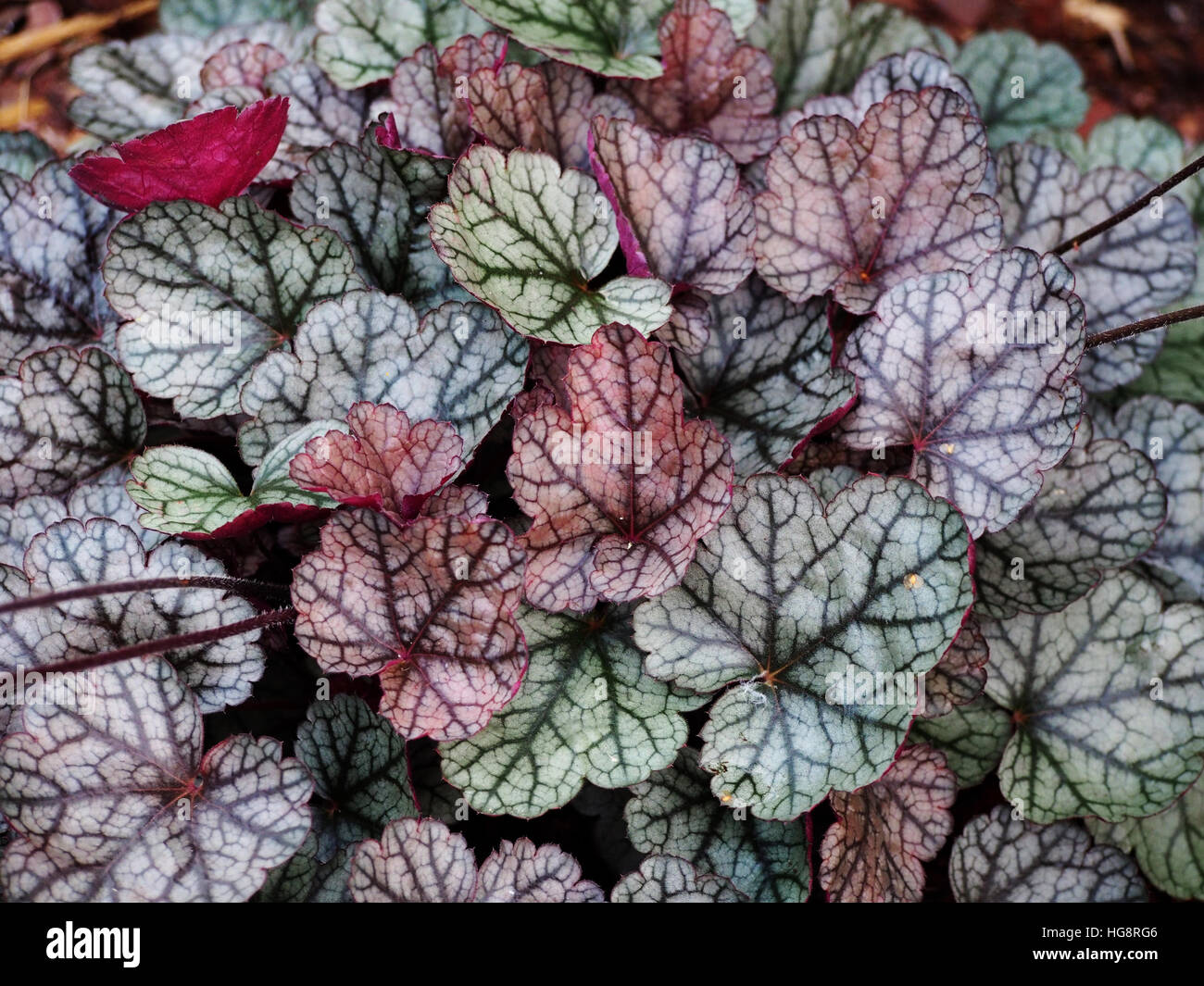 Heuchera 'Silver Scrolls' - alumroot, coral bells Stock Photo - Alamy Heuchera 'Silver Scrolls' - alumroot, coral bells Stock Photo - Alamy