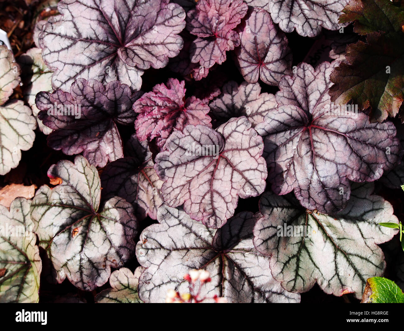 Heuchera 'Silver Scrolls' - alumroot, coral bells Stock Photo - Alamy Heuchera 'Silver Scrolls' - alumroot, coral bells Stock Photo - Alamy