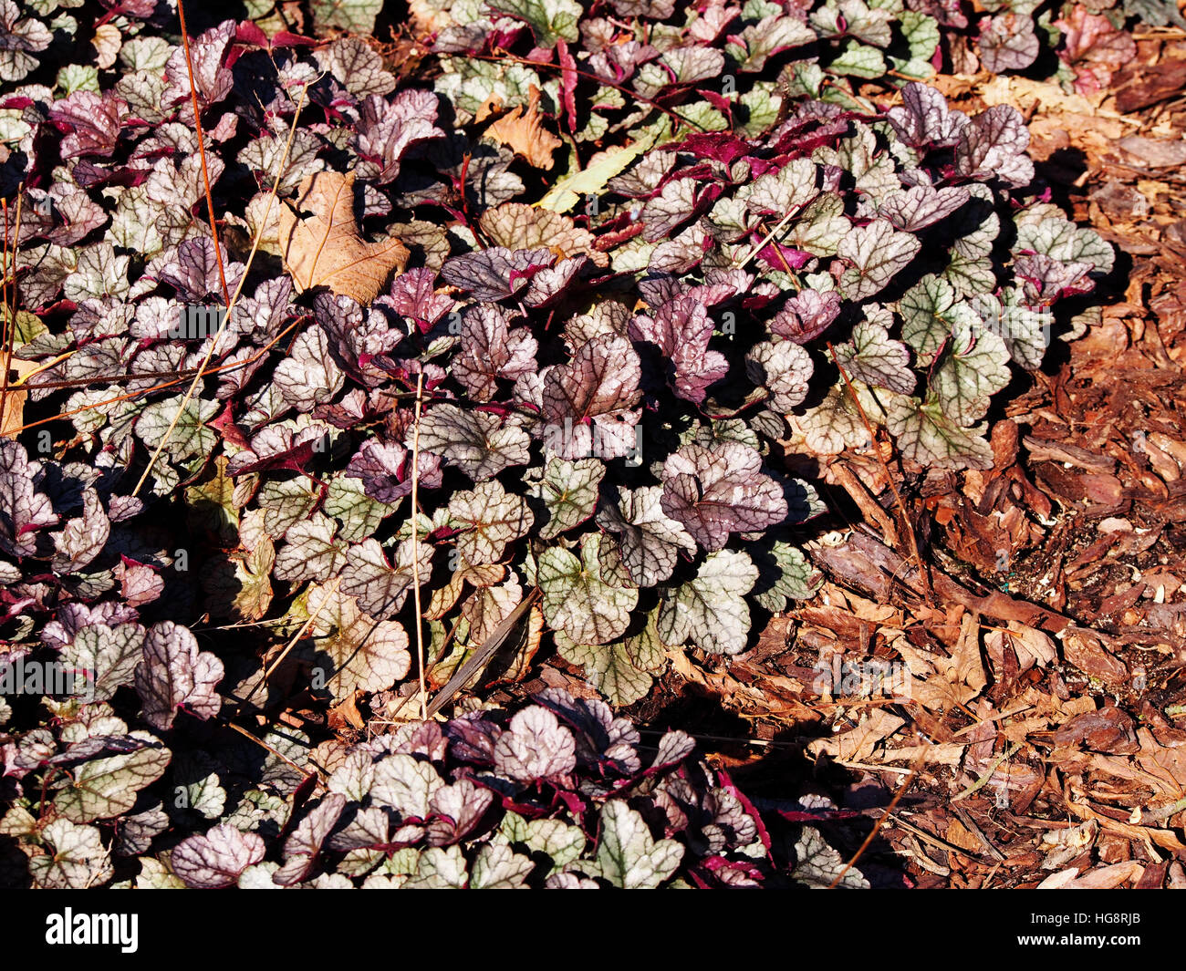 Heuchera 'Silver Scrolls' - alumroot, coral bells Stock Photo - Alamy Heuchera 'Silver Scrolls' - alumroot, coral bells Stock Photo - Alamy