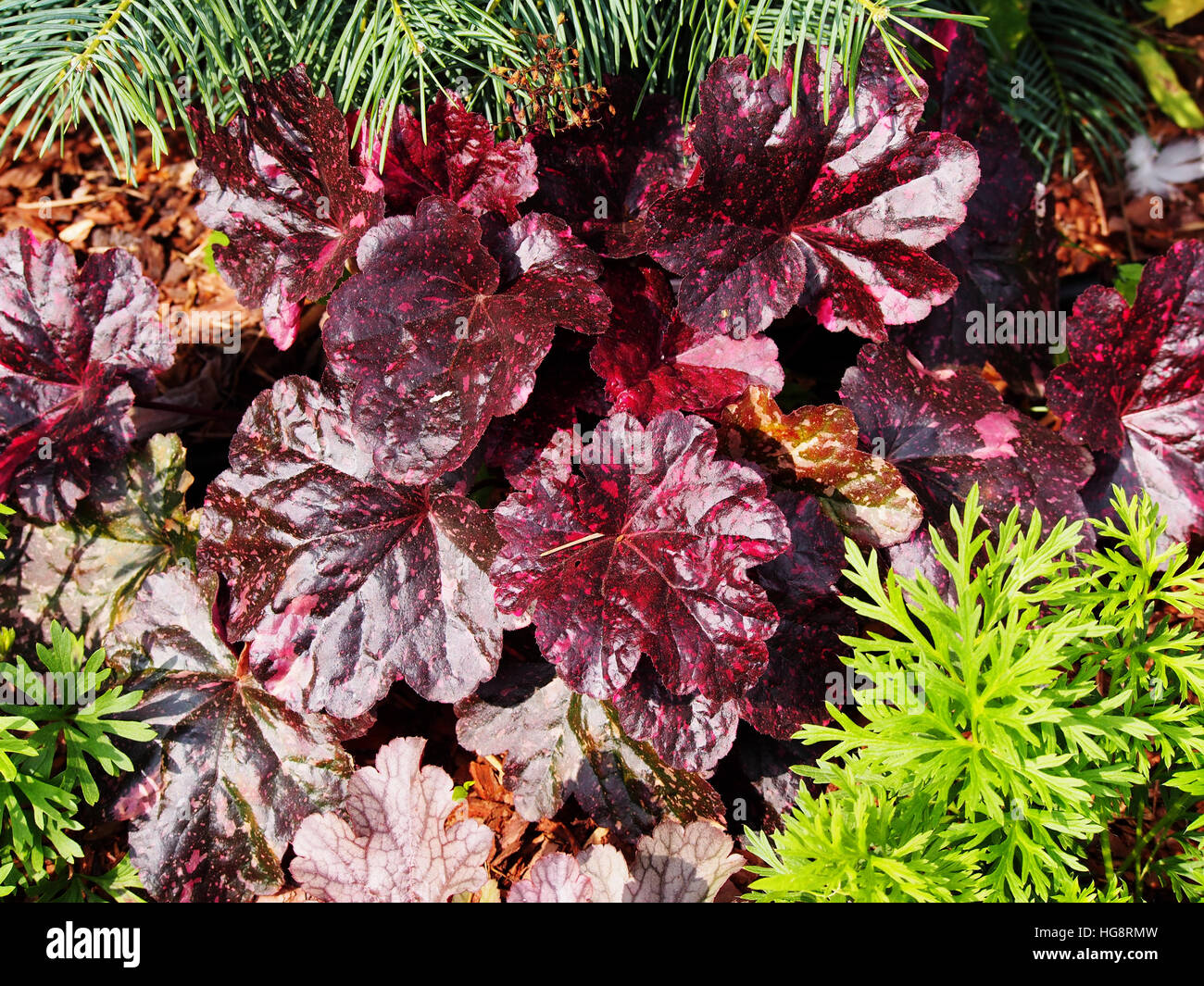 Coral bells, alumroot - Heuchera 'Midnight Rose' Stock Photo - Alamy
