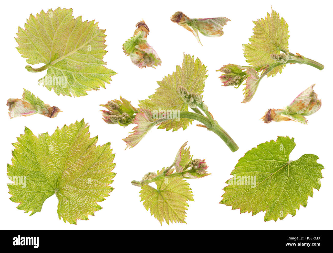 Grape parts with leaf collection isolated on white background Stock ...