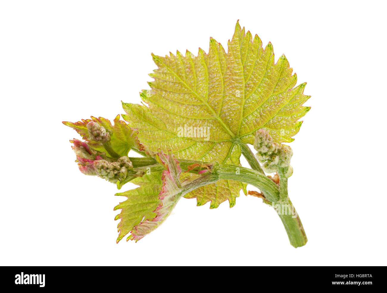 Grape parts with leaf isolated on white background Stock Photo - Alamy