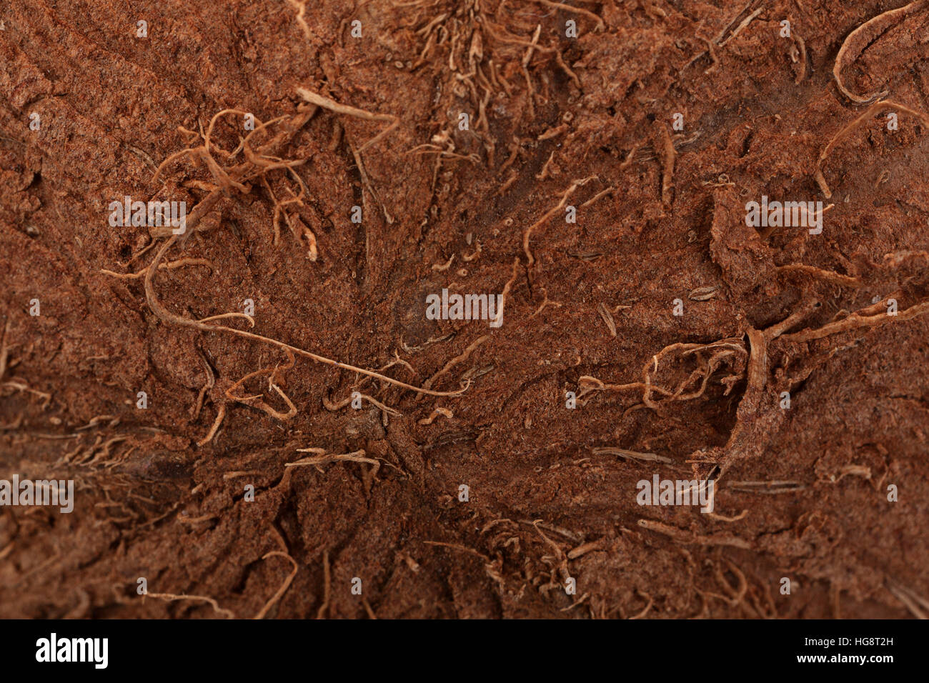 Coconut tropical fruit closeup shell background Stock Photo - Alamy
