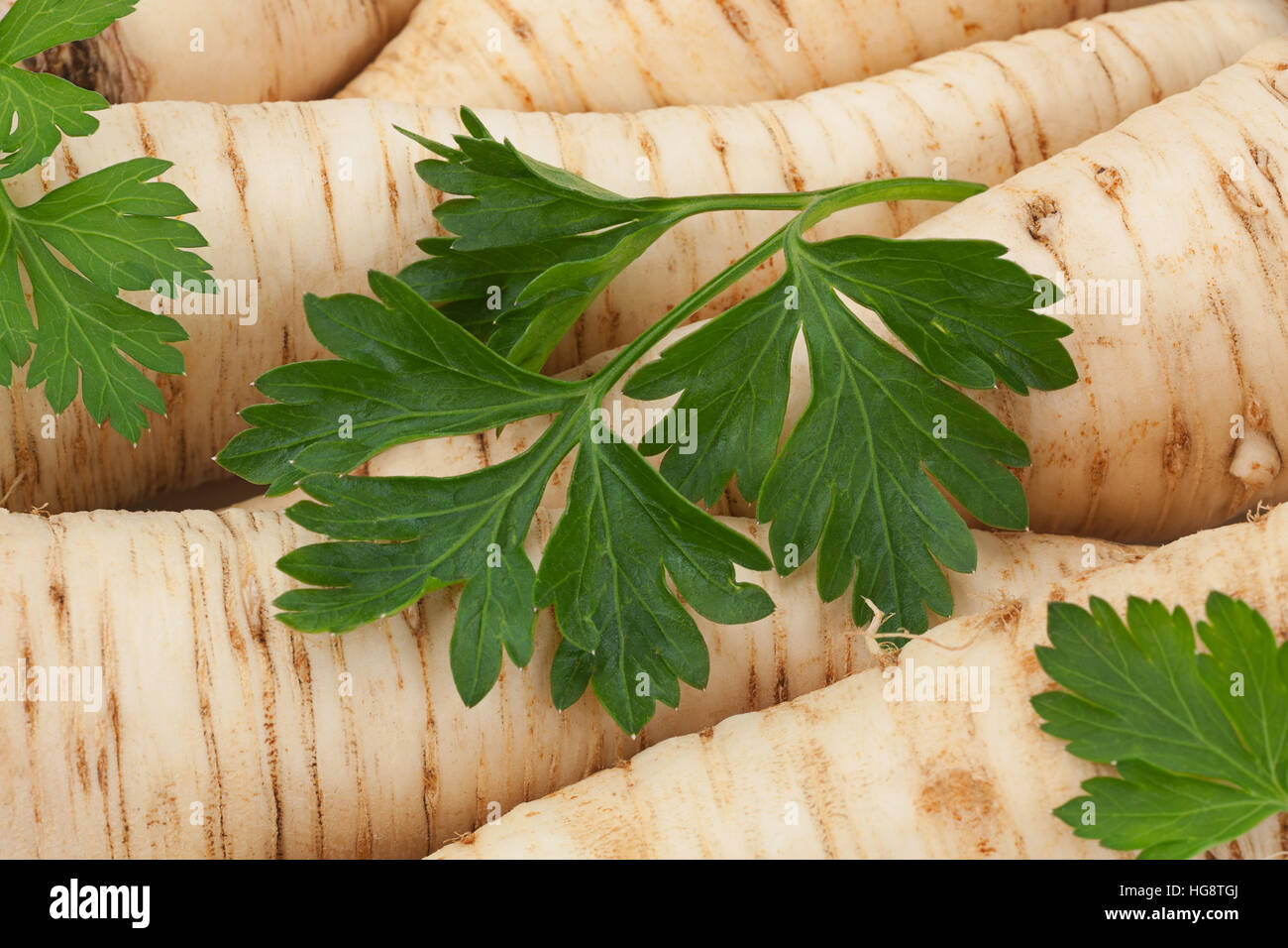 Ripe parsley vegetable root closeup background Stock Photo - Alamy