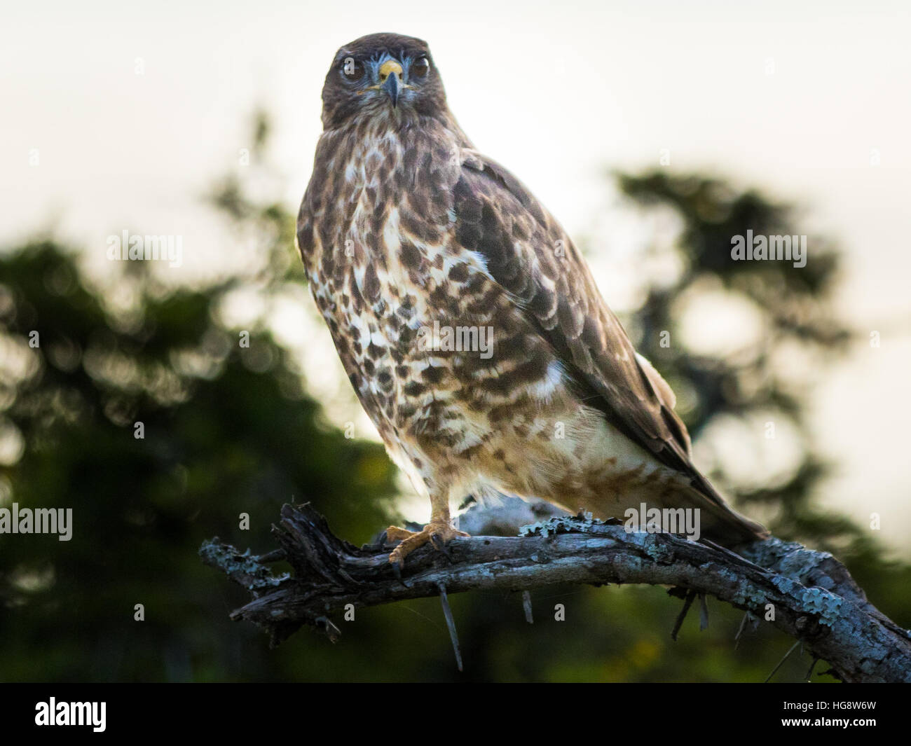 Steppe Buzzard In A Tree Stock Photo - Alamy