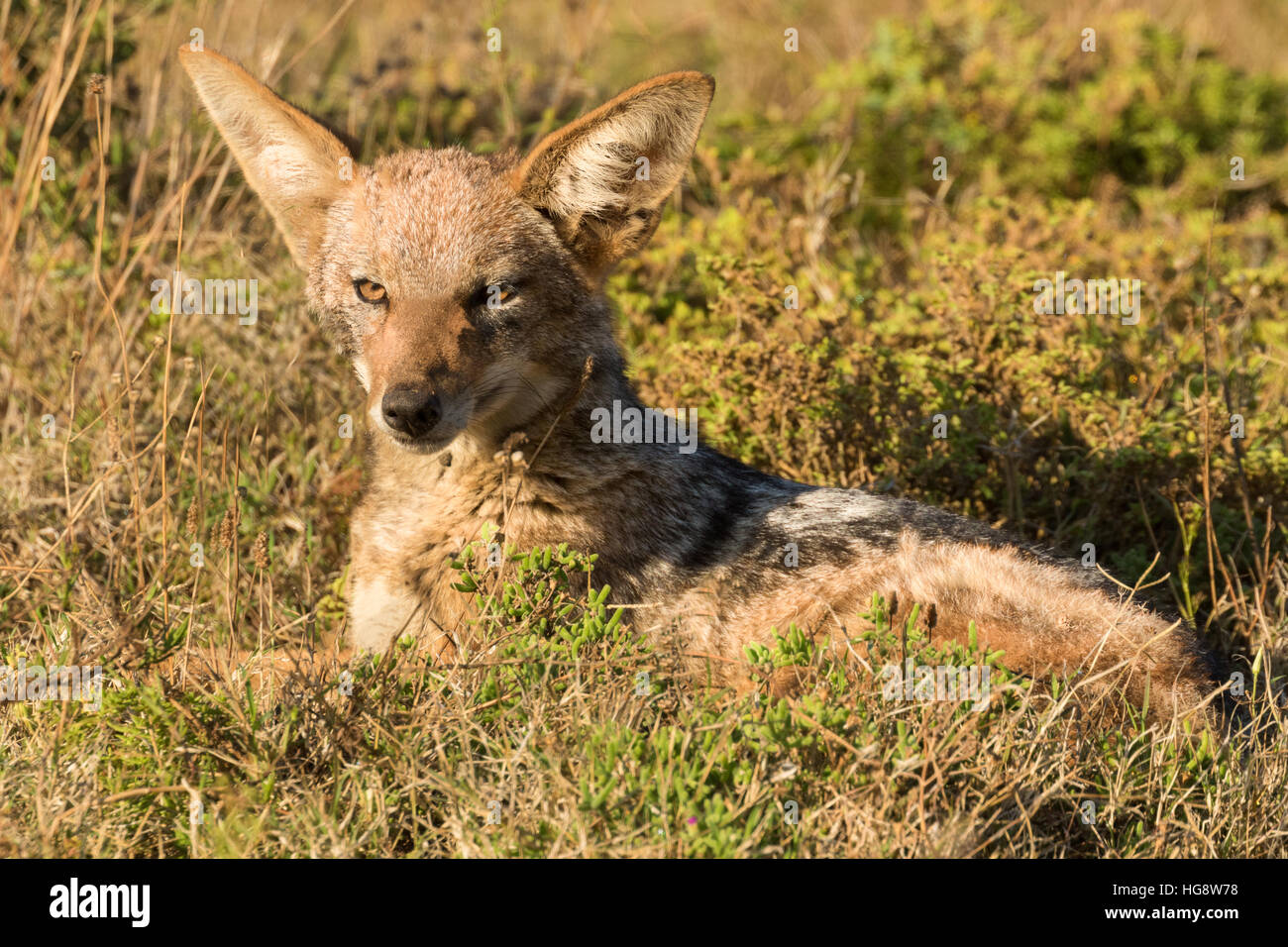 The Black Backed Jackal Stock Photo - Alamy