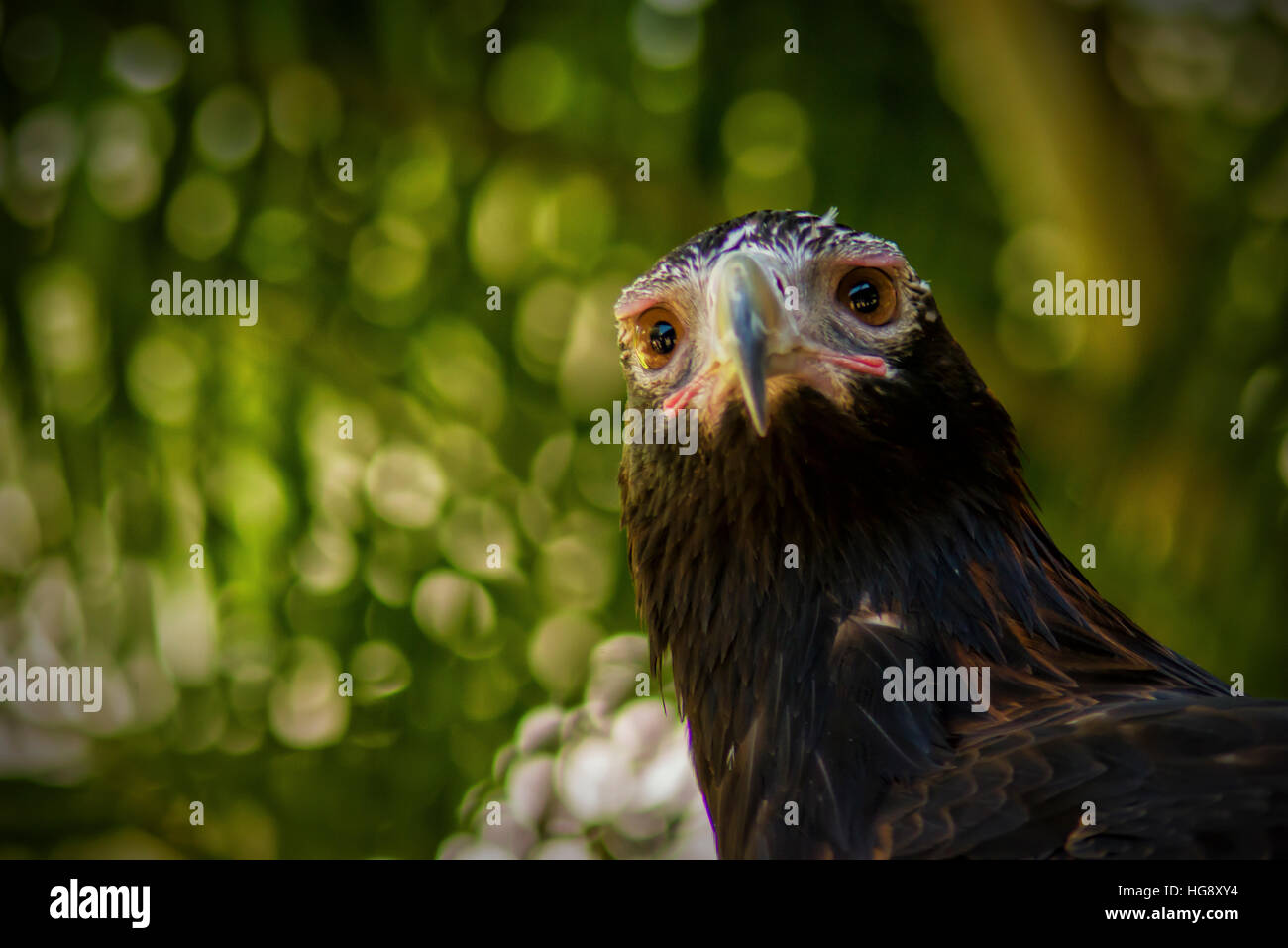 Australian native animal hi-res stock photography and images - Alamy