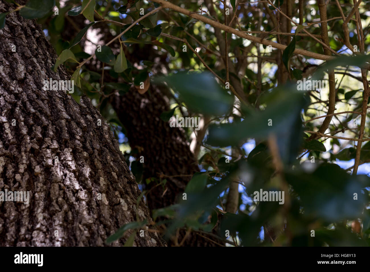 Blurred foreground with in focus background of tree and limbs Stock ...